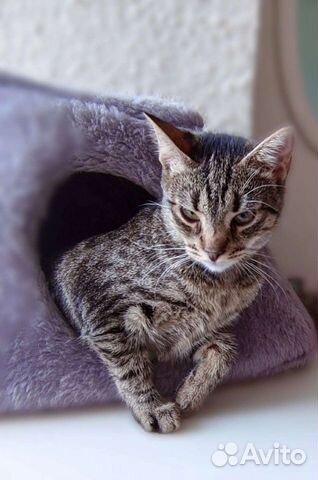 Котенок ищет