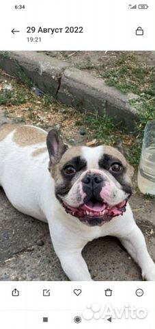 Найдена собака