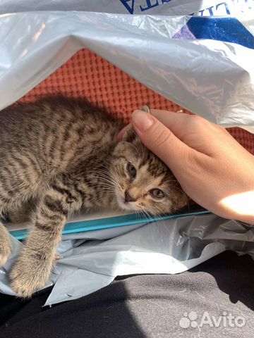 Котёнок