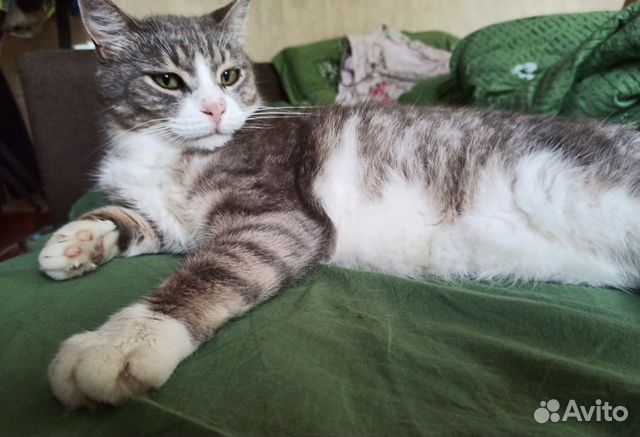 Кот