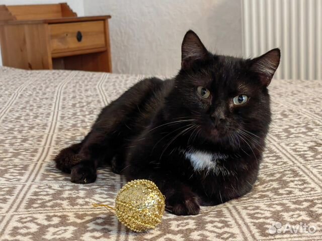 Счастье бывает черно-белым