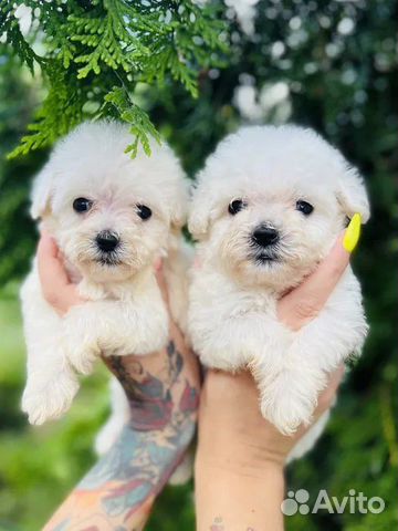 Малыши Мальтипу