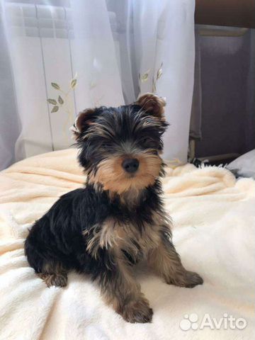 Йоркширский терьер щенки