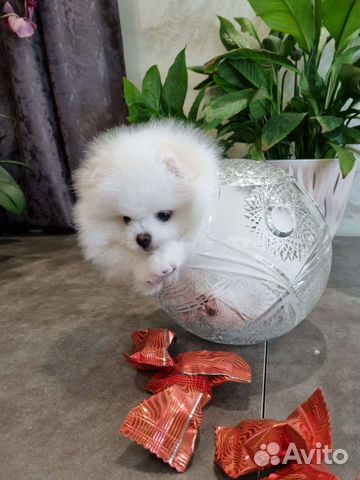 Щенки немецкого шпица