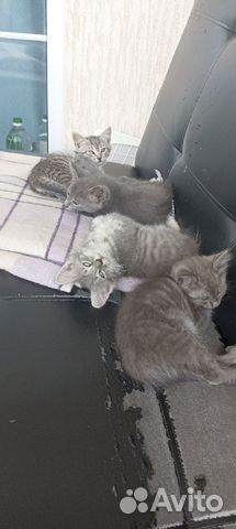 Отдам котенка в хорошие руки