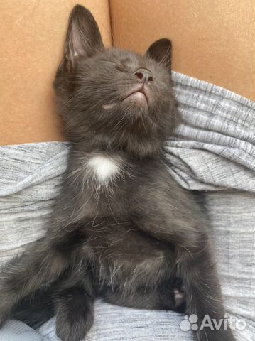 Котята от кошки крысоловки в дар