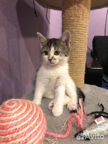 Котенок Кнопочка в добрые руки