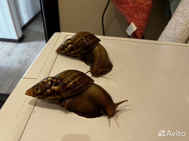 Улитки ахатины 2 шт. с контейнерами