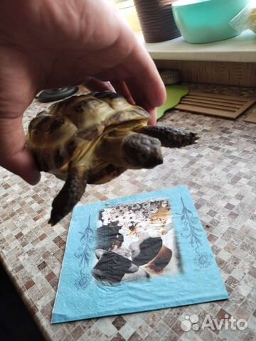 Черепаха сухопутная