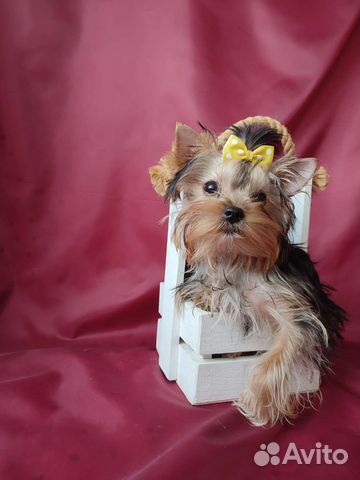 Йоркширский терьер