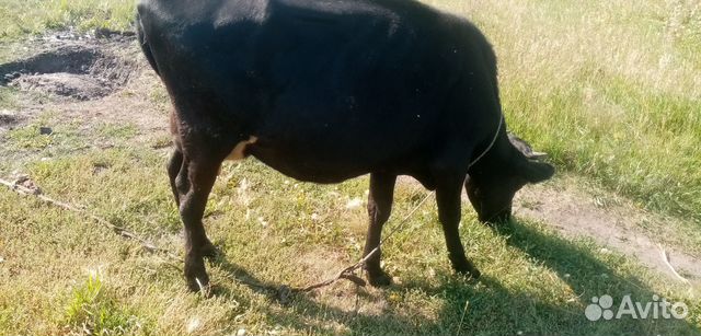 Первотелка на мясо