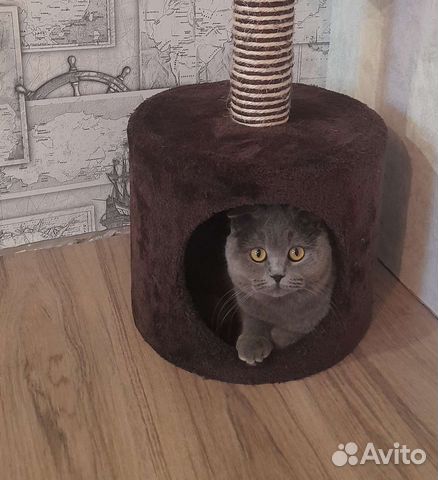 Британец котёнок