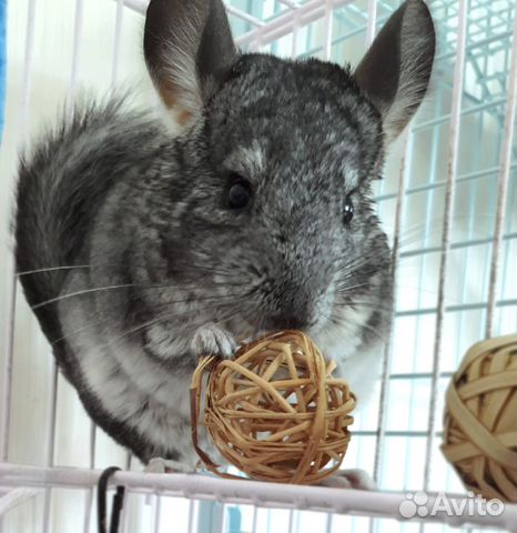 Шиншилла мальчик