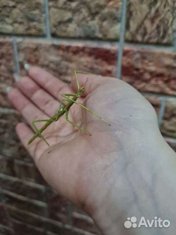 Аннамский палочник в дар