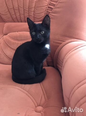Котенок мальчик черный