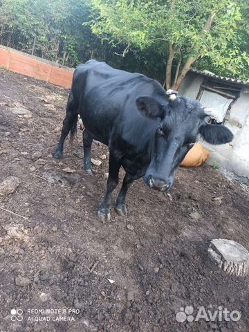 Корова стельная дойная