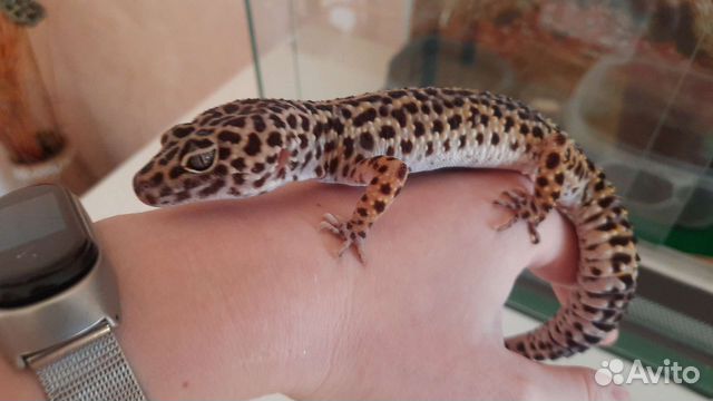 Эублефар самка+ террариум