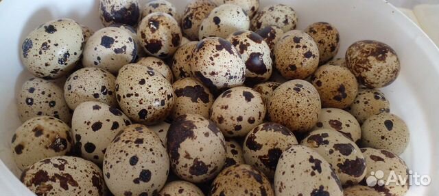 Яйцо перепела