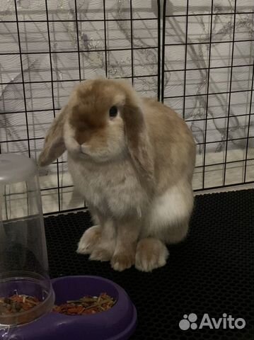 Вислоухая крольчиха ищет новый дом
