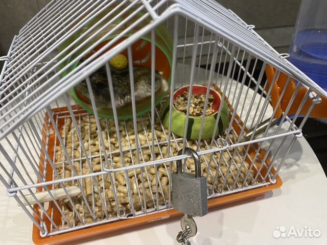 Джунгарик с клеткой отдам