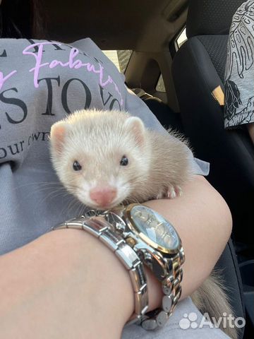 Хорек с клеткой