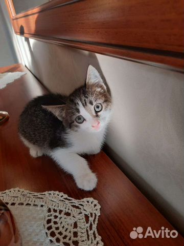 Кошка
