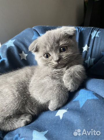 Котенок шотландец