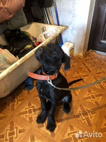 Щенок русский черный терьер смесь с коне корсо