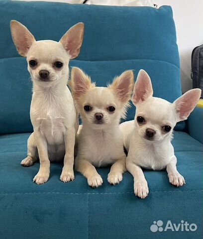 Чихуахуа девочки