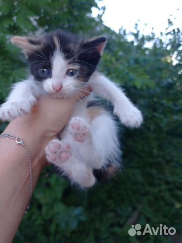 Котенок девочка - богатка