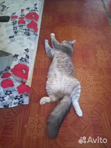 Отдам кота в добрые руки