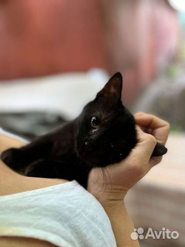 Котёнок девочка чёрного цвета