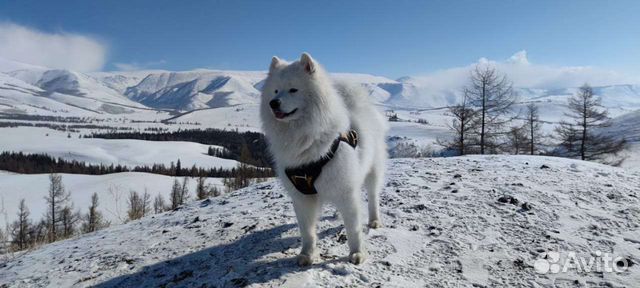 Самоедская лайка щенки