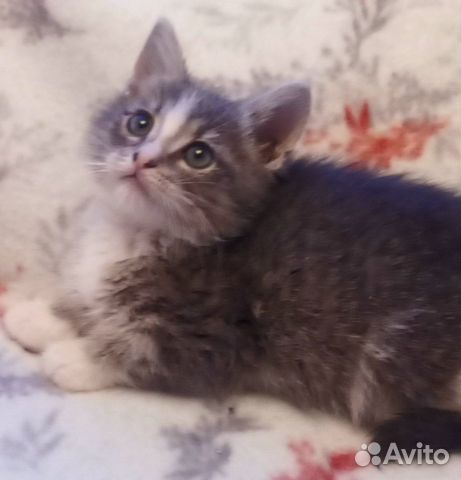 Котенок- нежный малыш