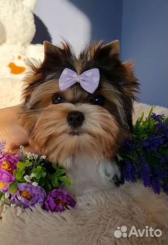 Самые лучшие щенки породы Бивер