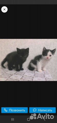 Котятки ищут дом
