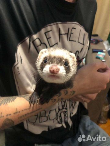 Домашний Хорек с клеткой