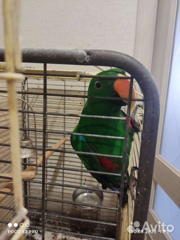 Эклектус говорящий ручной (Благородный попугай)