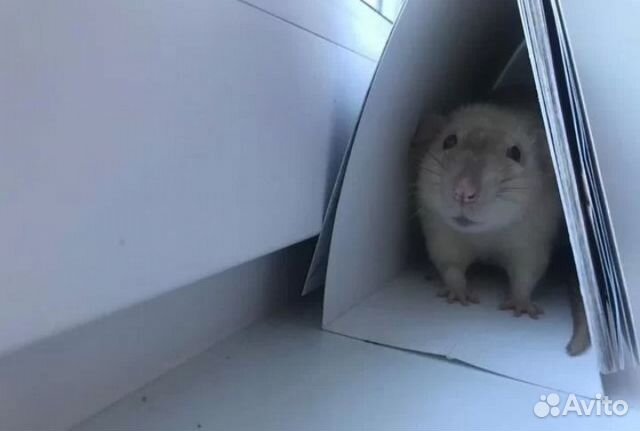 Крыса с клеткой