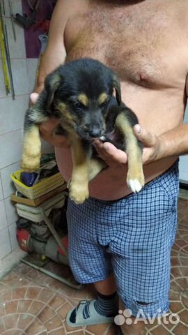 Собаки бесплатно в добрые руки щенки 1 месяц