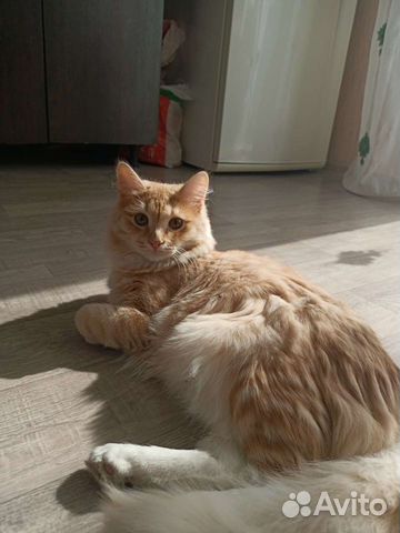 Мэйн кун котик