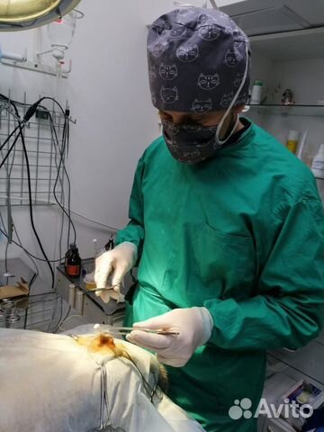 Кастрация кота выезд на дом