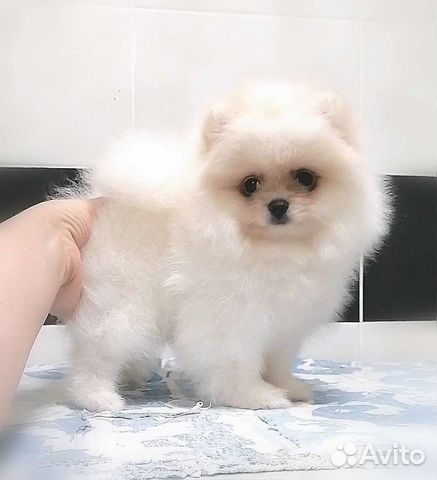 Девочка Лакки