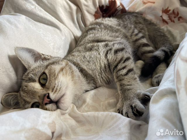 Отдам в добрые руки