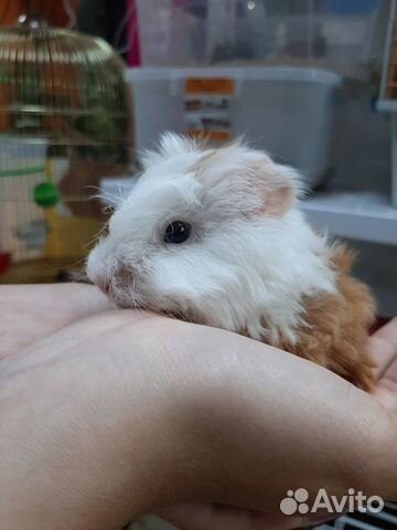 Морские свинки