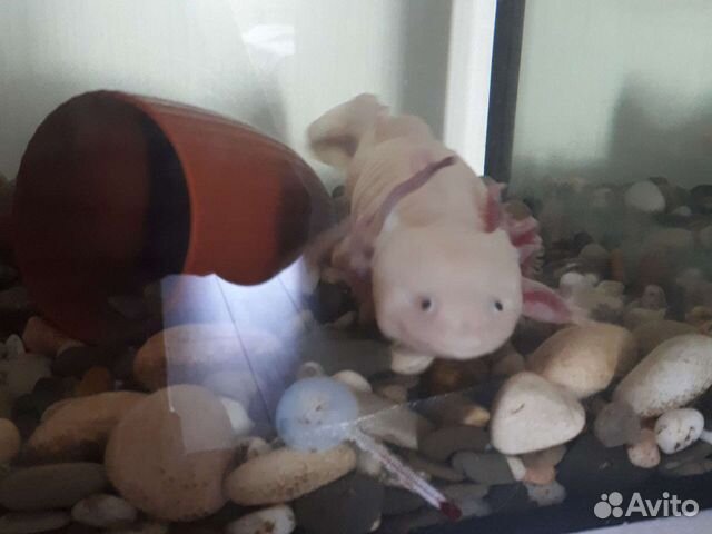 Аксолотль с аквариумом