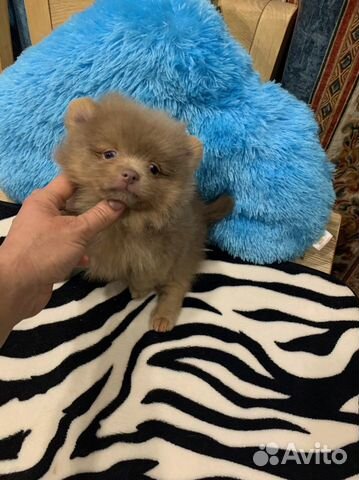 Шпиц Голубоглазый Блонд лиловый