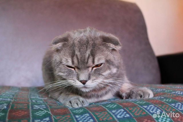 Шатланские вислоухие коты в дар