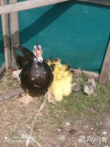 Индоутка с утятами