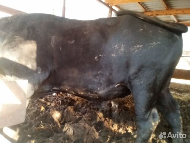 Быки на мясо